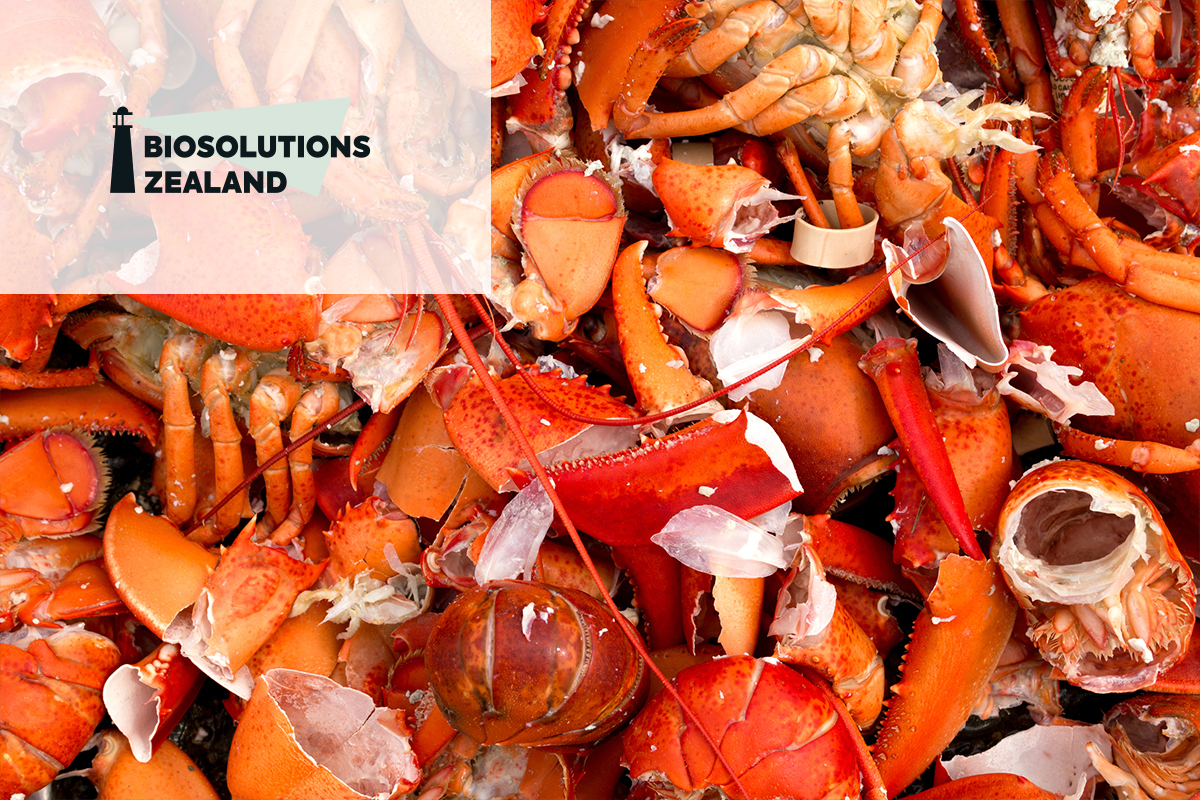 Converting Shell Waste into Valuable Biomaterials